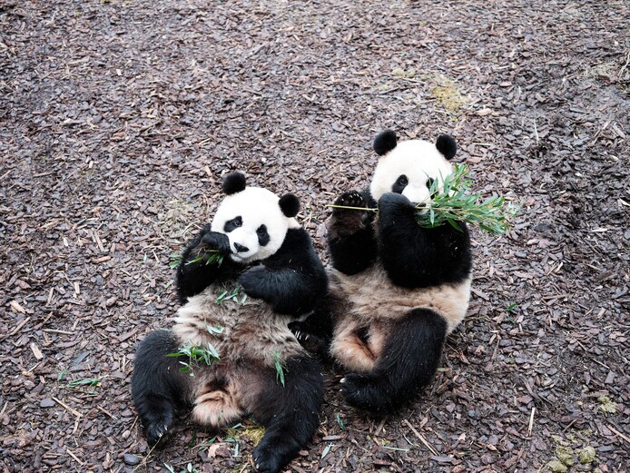 Drie jongste panda’s van Pairi Daiza verhuizen naar China: “We geven ...