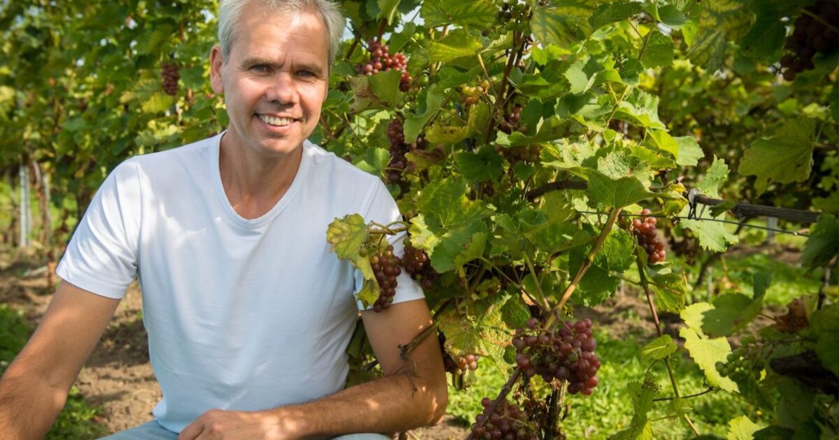 Hobbywijnbouwer Tim (50) maakt de biologische overstap: “Belgische ...