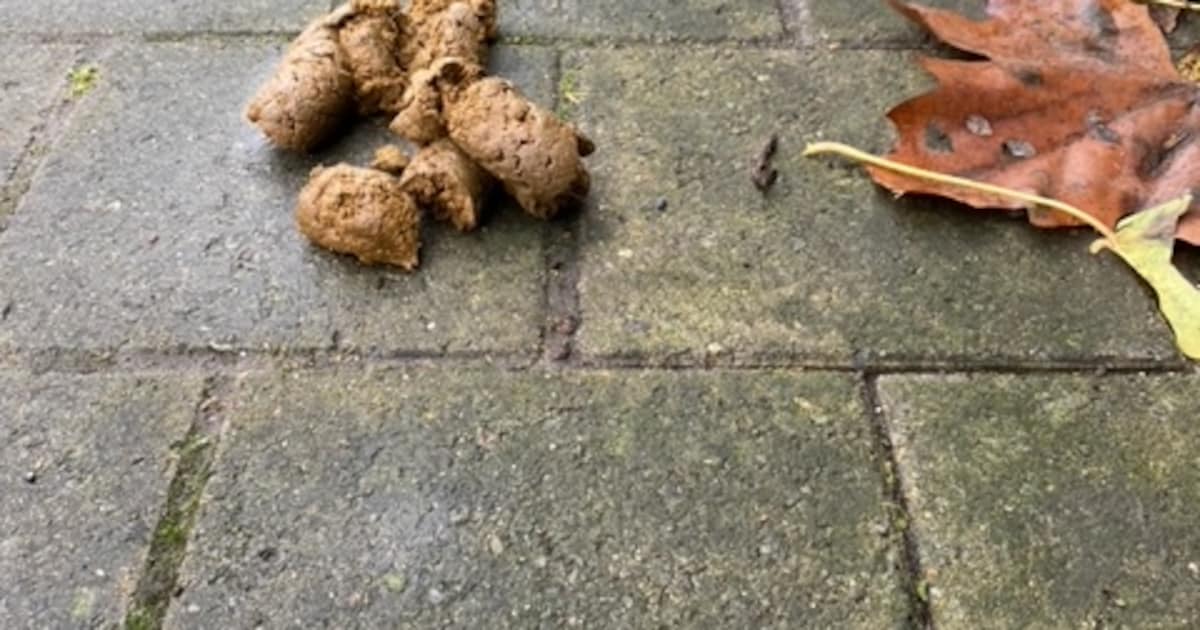 Gudrun De Vlam (CD&V): “Niemand heeft een vlaggetje gezien tijdens de ...