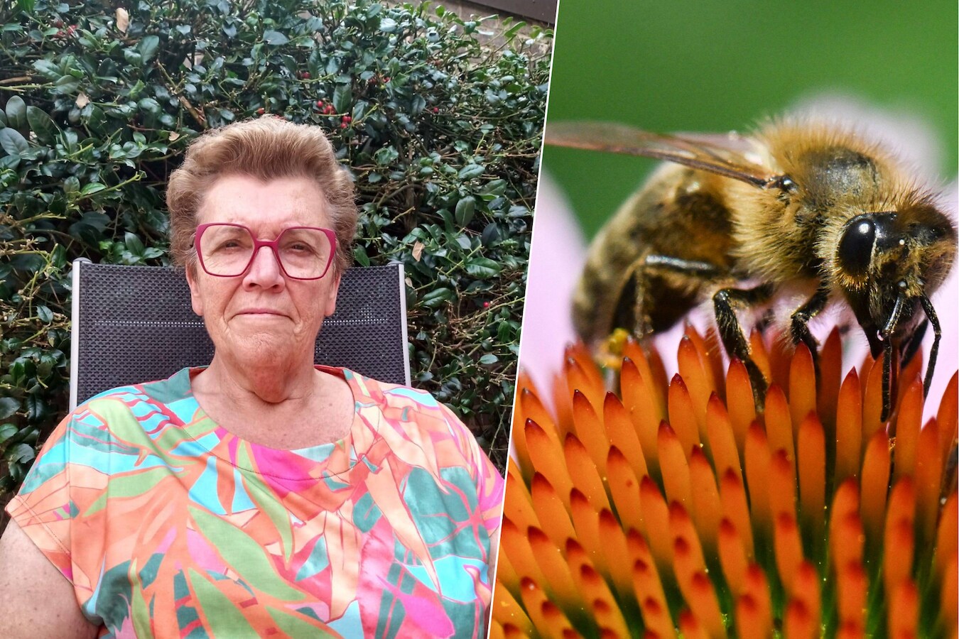 Marleen overlijdt na een bijensteek en een 88-jarige stapt de Dodentocht uit: deze regioverhalen ...