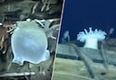Gekaapt door zeeanemonen, sponzen en waterlelies: gezonken schip van ...