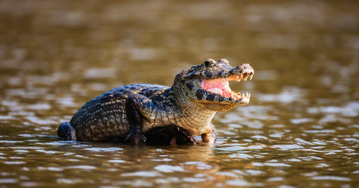 Park in Luik gesloten nadat wandelaar kaaiman ziet: “Niet zelf gaan ...
