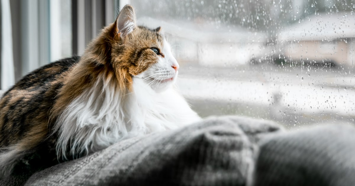 Zware neerslag en bewolking in Middelkerke vanochtend | Middelkerke ...