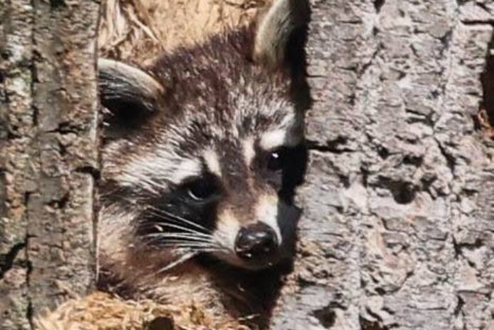 Wasbeer gespot in Averbode Bos en Heide: “Hij was bezig een nest te ...