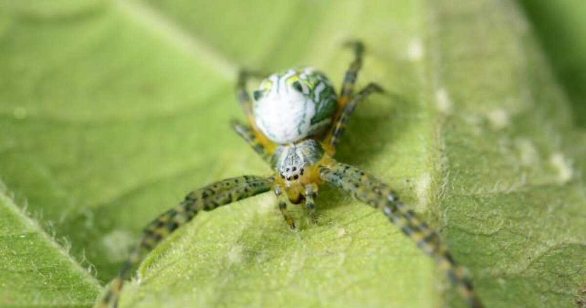Niet voor arachnofoben: vijftig nieuwe spinnensoorten ontdekt in ...