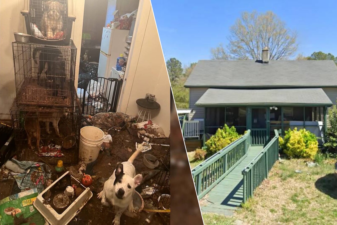 Amerikaans koppel opgepakt na vondst van baby tussen 40 dieren en dode ...