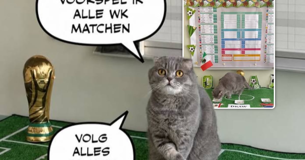 Wetstraat krijgt er analist bij: kat Maximus van premier De Wever gaat ...
