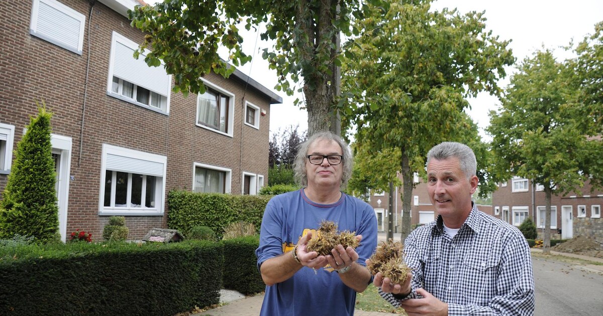 Hazelaars zorgen voor overlast | Landen | HLN.be