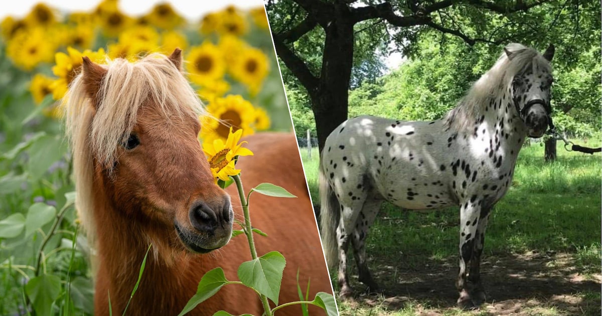 Wolf bijt zes pony’s dood in Limburg in tien dagen tijd: “Het is fout ...