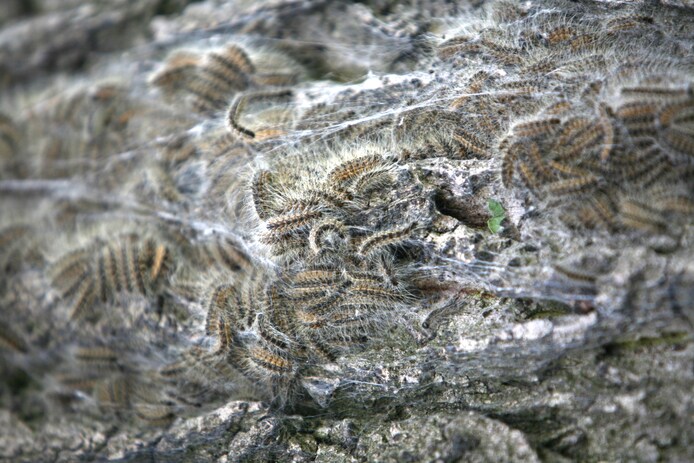 Waar zijn de processierupsen gebleven?: “Elk jaar schuiven ze 20 kilometer op naar het noorden ...