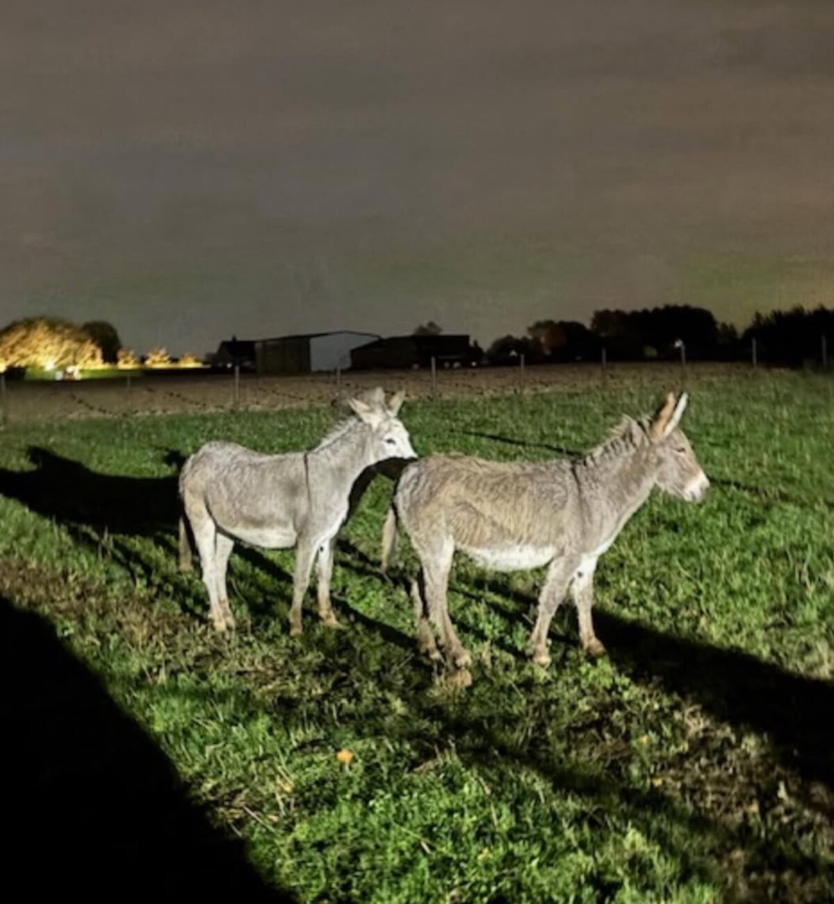 Politie zoekt eigenaar van twee loslopende ezels in Oosterzele ...