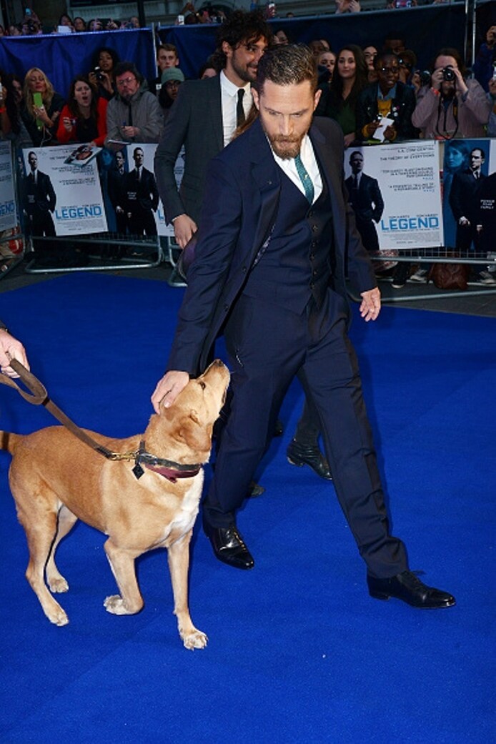 Labrador van Tom Hardy verovert harten op rode loper | Film | hln.be