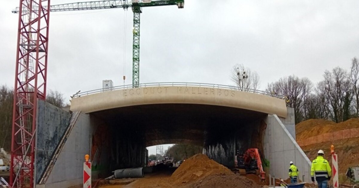 Eerste fase bouw ecoduct Hallerbos afgerond | Halle | HLN.be