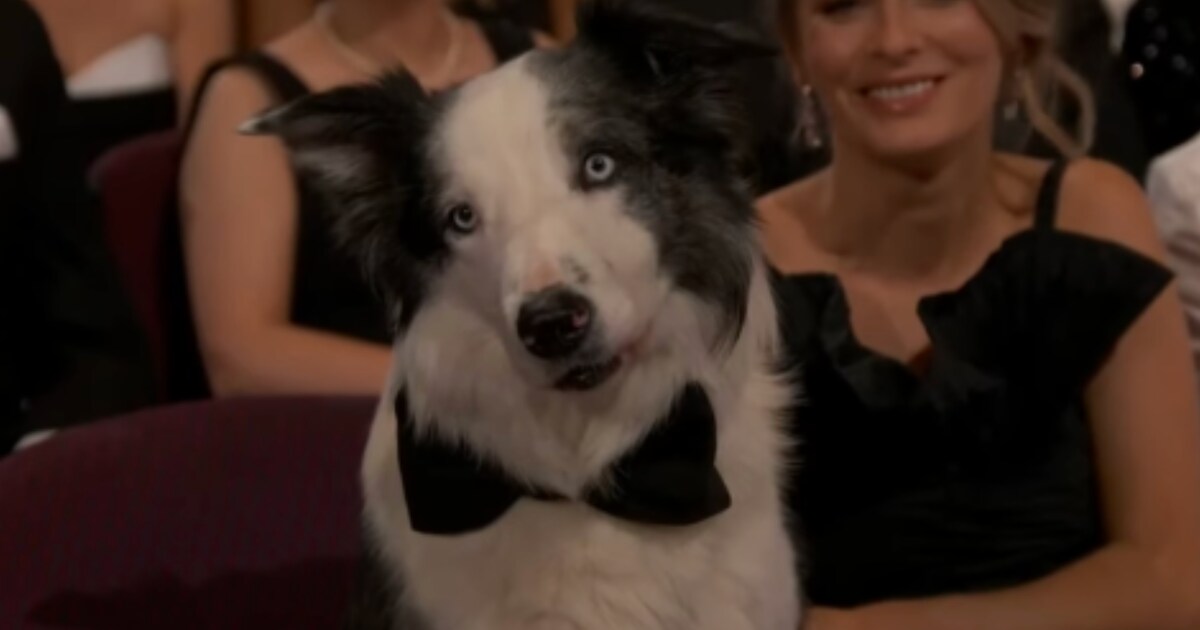 Messi de hond charmeert als geen ander: dit zijn de grappigste memes na ...