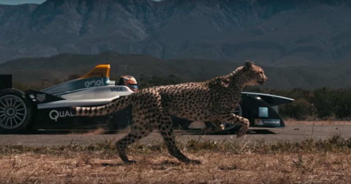 Prachtig in beeld gebracht: cheeta racet tegen Formule E-wagen | Dieren ...