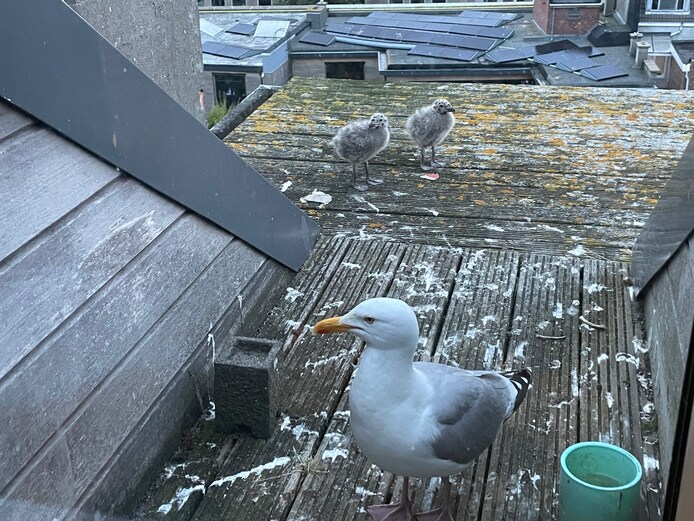 Met deze 10 weetjes ben je klaar voor EK meeuwenschreeuwen: “Rotbeesten ...