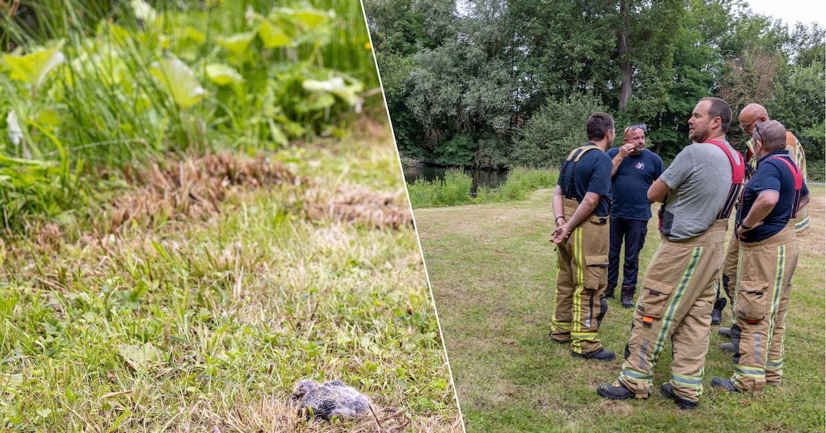 Brandweer redt duivenjong uit vijver in Park van Mesen | Lede | HLN.be