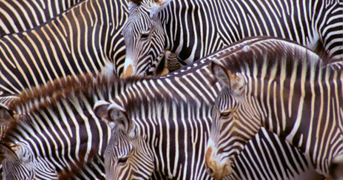 Ontrafeld: waarom zebra's strepen hebben | Dieren | HLN.be