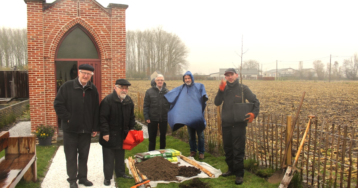 Gerestaureerde kapel in Berchem krijgt nakomeling van eeuwenoude linde ...