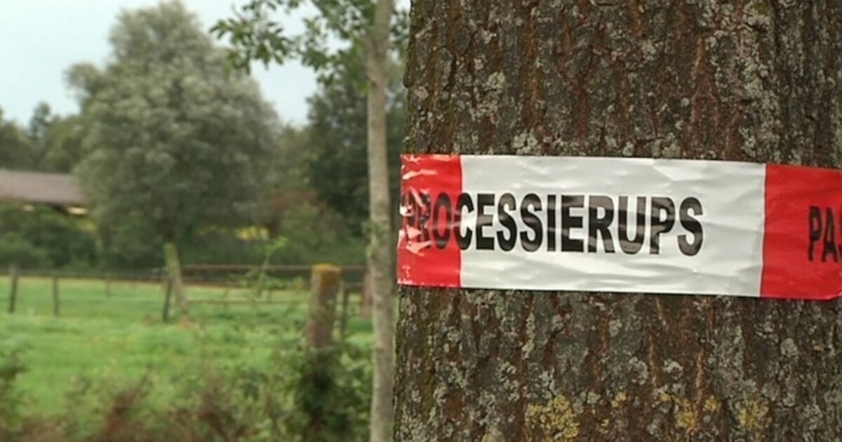 Puyenbroeck waarschuwt bezoekers voor processierups is terug in het ...