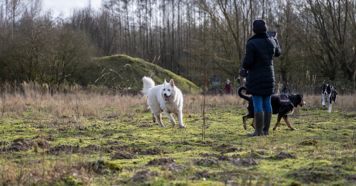 Honden leren personen opsporen tijdens mantrailing-sessie in Wijnegem ...