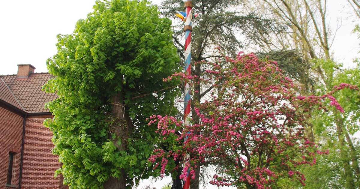 Gilde Van het Heilig Kruis plant maandag meiboom | Waasmunster | HLN.be