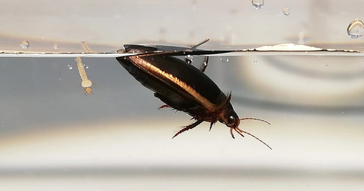 Deze kever wordt binnenkort wellicht de grootste vijand van de ...