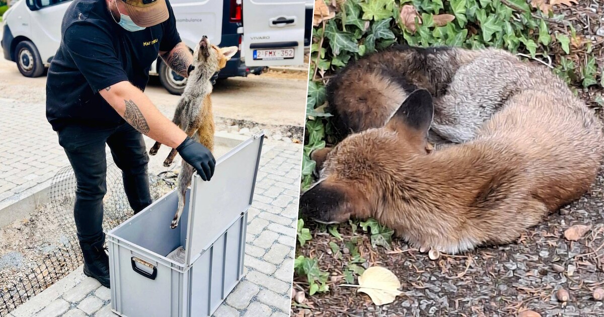 Twee vossen sterven door vergiftiging in Heverlee | Leuven | HLN.be