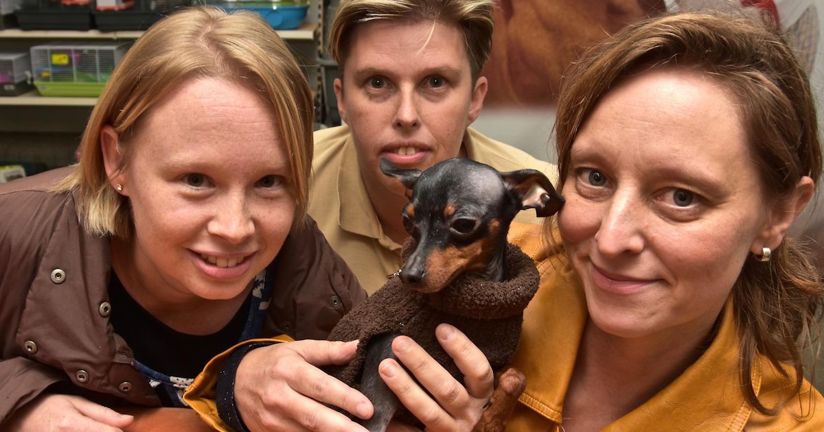 Help operatie van hondje Lowie bekostigen | Wevelgem | hln.be