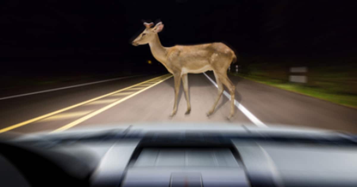 Wat als je een wild dier doodrijdt? “In sommige gevallen mag je een ...