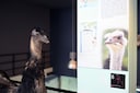 Leuvens ‘kleine, maar fijne’ natuurhistorisch museum gaat een onzekere ...