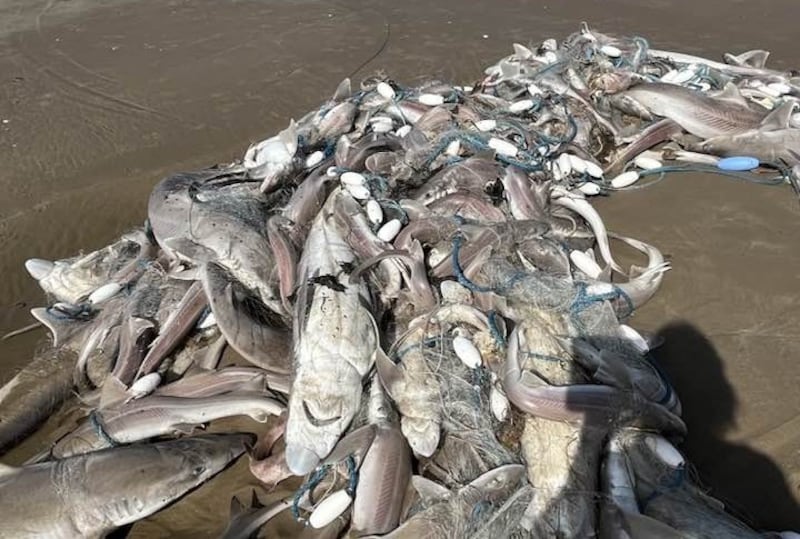 “Vreselijk om te zien”: honderden dode haaien aangespoeld op strand in ...