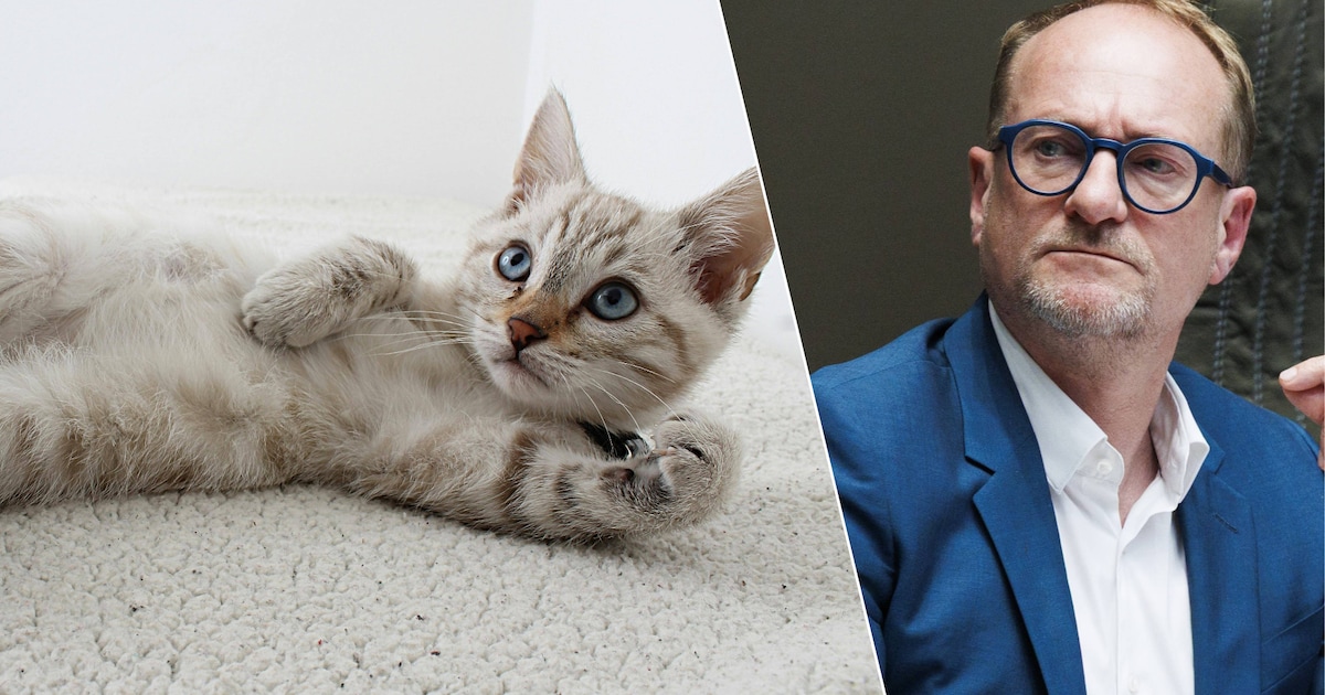 Meer dan 100.000 katten gesteriliseerd in Oost-Vlaanderen sinds ...