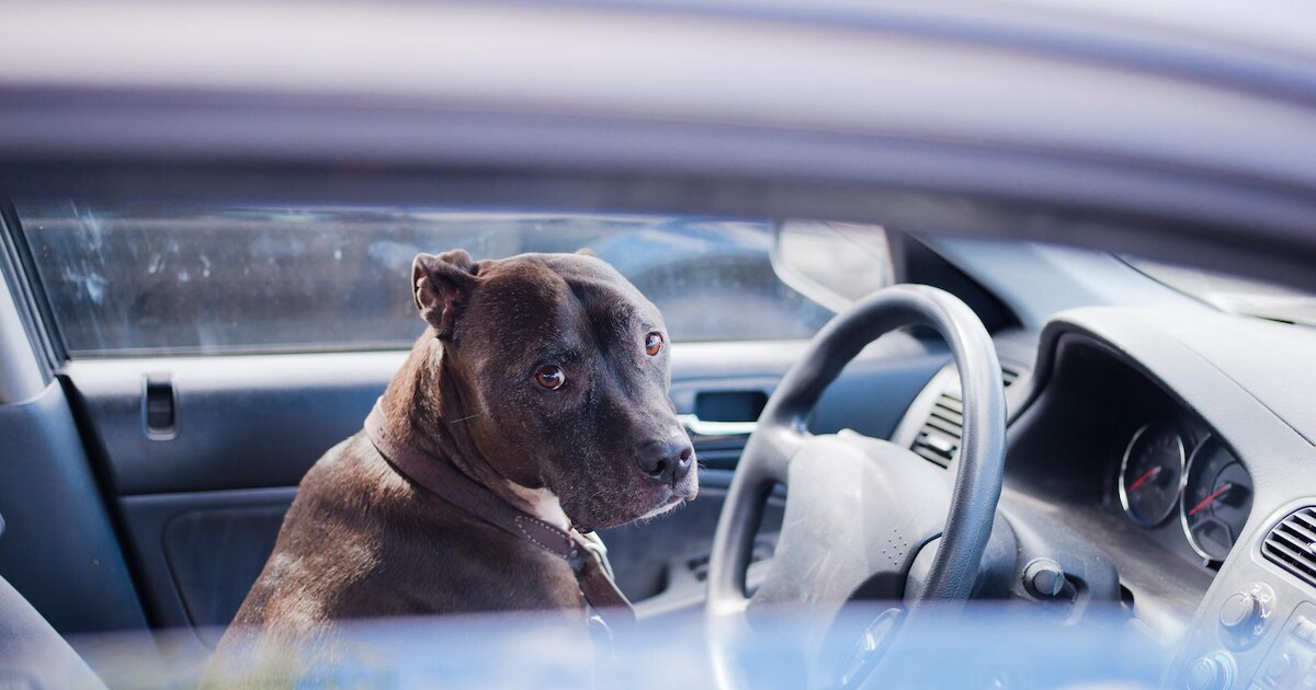 Politie Maasland redt hond uit hete auto | Maaseik | HLN.be
