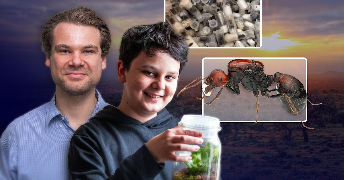 “Van hen zou ik nooit een nest kopen”: hobbyisten Ander (14) en Vincent ...