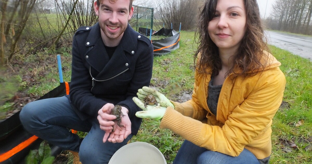 Nieuwe paddenoversteek aan voetbalveld | Deinze | hln.be