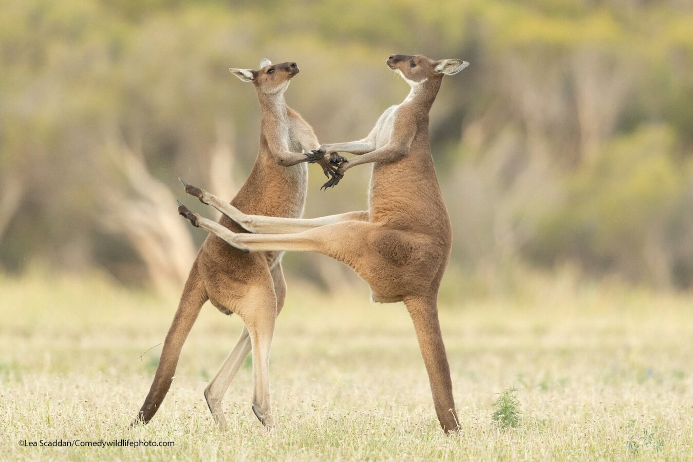 De ‘Comedy Wildlife Photography Awards’: dit zijn de grappigste ...