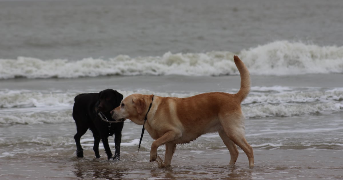 Zomerregeling voor honden op het strand van De Panne gaat vandaag in ...
