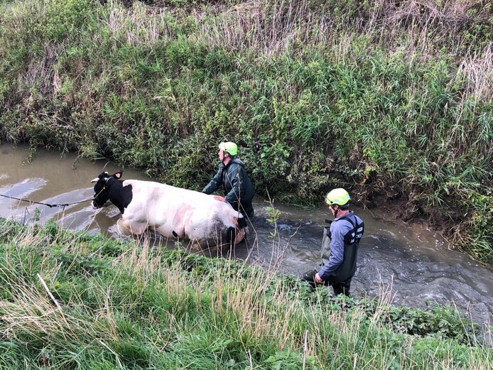 Brandweer redt koe uit diepe gracht | Vleteren | hln.be