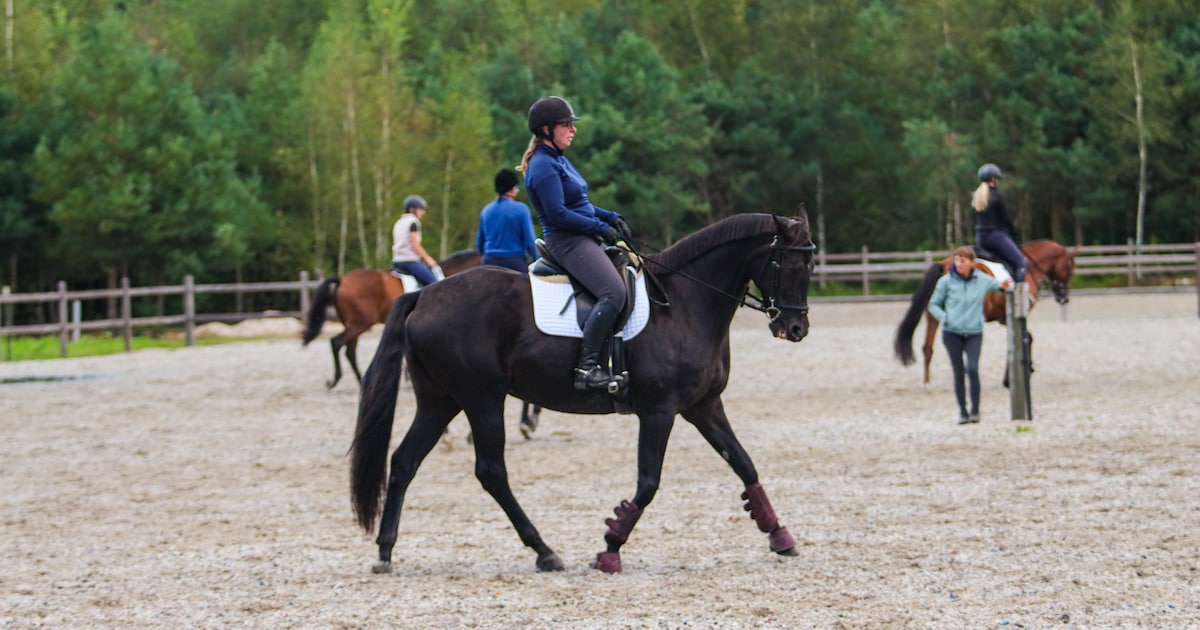Lommel verwelkomt vernieuwde paardensportterreinen: “We zijn heel blij ...