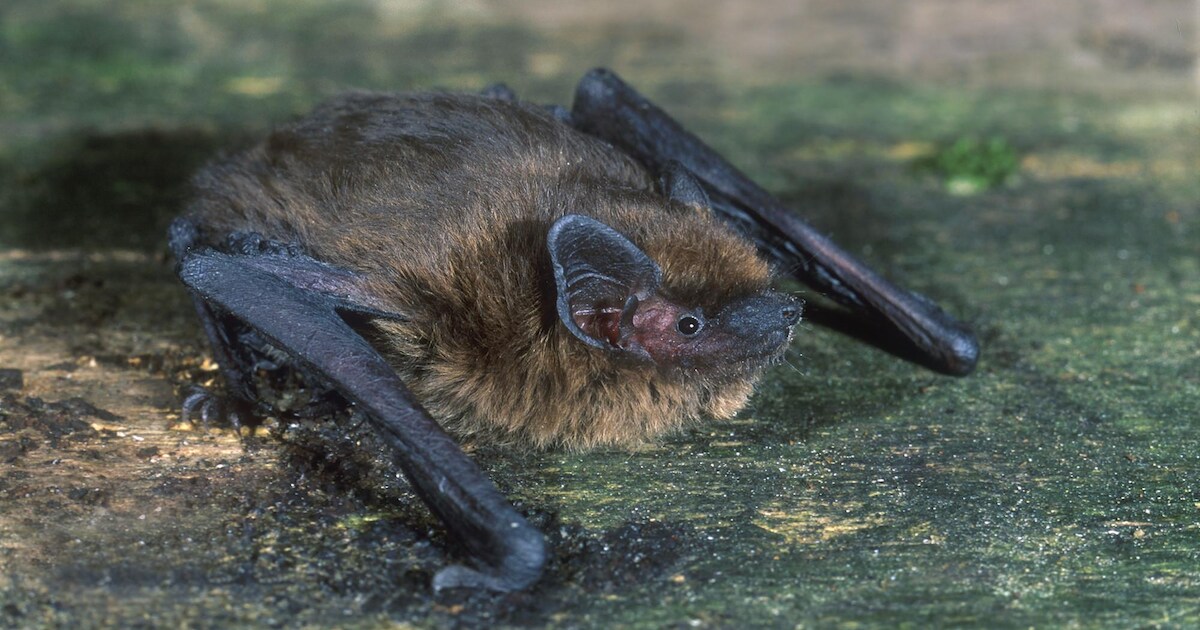 Natuurpunt gaat vleermuizen spotten in Grammene | Deinze | HLN.be