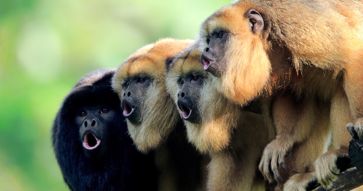 Belgische toerist (21) wil in Mexico enkele brulapen fotograferen ...