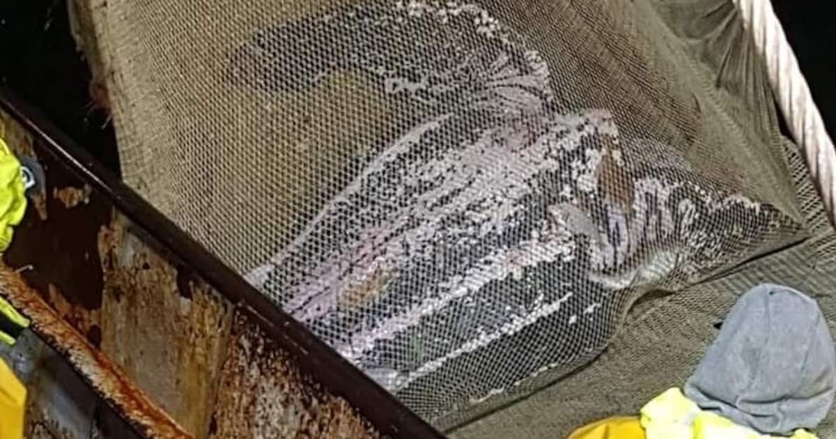 Vlaamse garnalenvissers vinden zeldzame lederschildpad: “Beest van ...