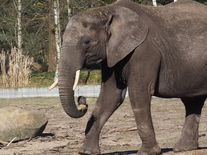 Nieuw mannetje Yambo doet stévig zijn best: drie drachtige olifanten in Safaripark Beekse Bergen ...