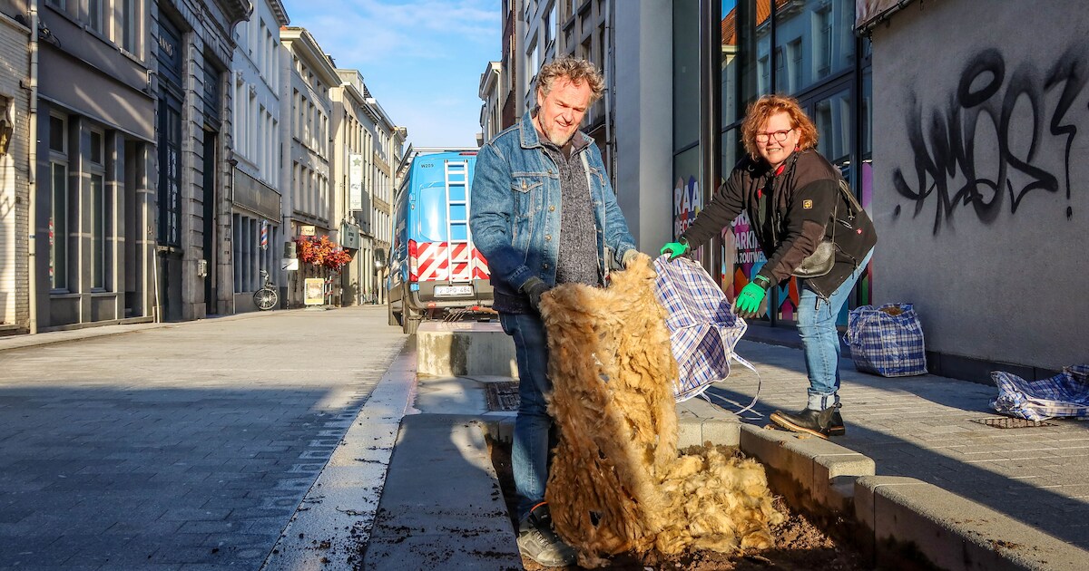 Mechelen experimenteert met wol in plantvakken: “Het is een geweldige ...