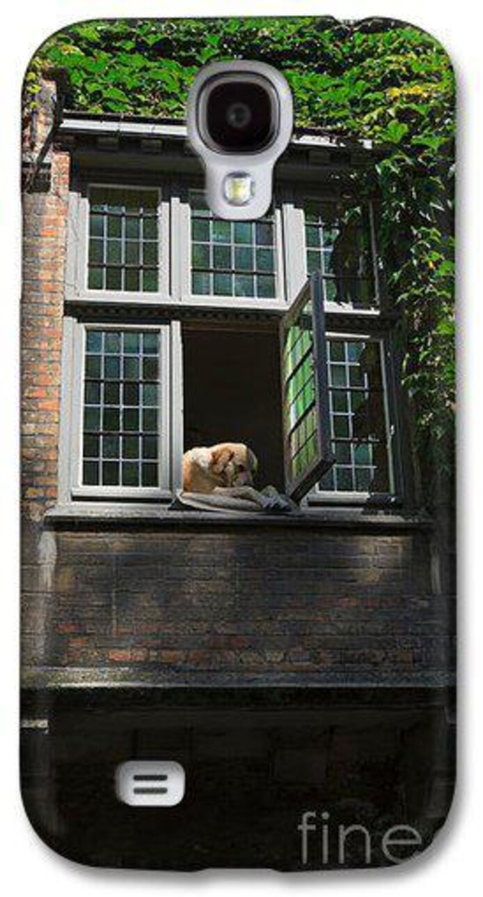 Hele wereld is dol op Brugse labrador | Brugge | hln.be