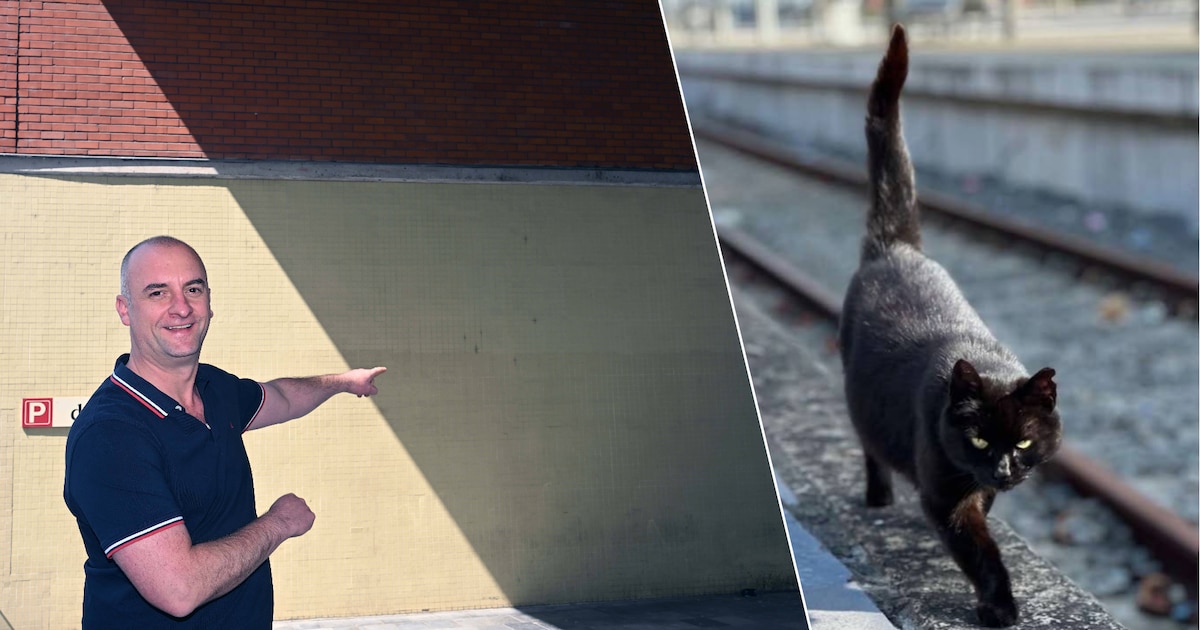 All About Things wil muurschildering van vermiste Leuvense stationskat ...