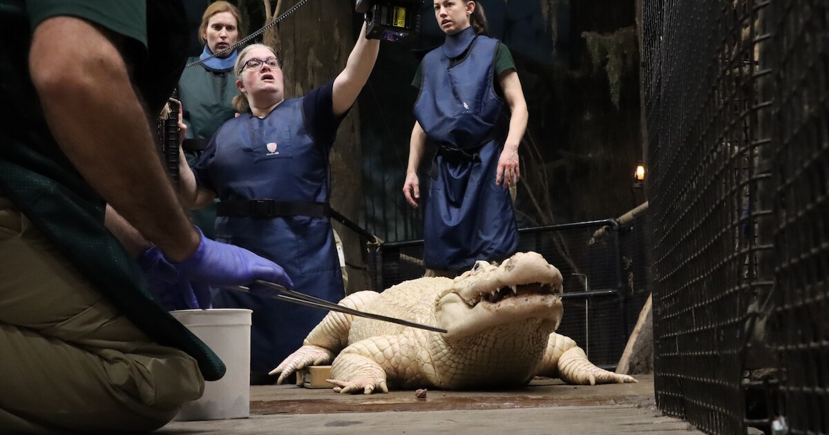 70 munten gevonden in maag van zeldzame alligator | Bizar | HLN.be