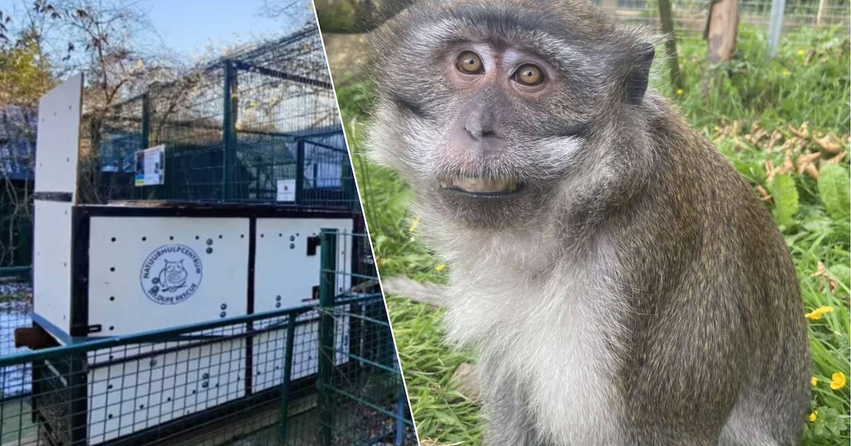 Java-aap Dexter krijgt nieuwe start in Ierland na verlies van vriend ...