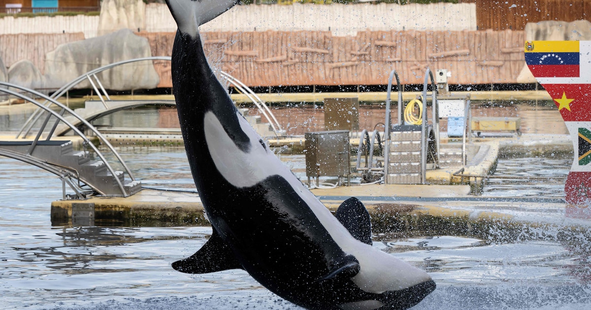 Grootste dolfinarium van Europa sluit na vijftig jaar, toekomst voor ...